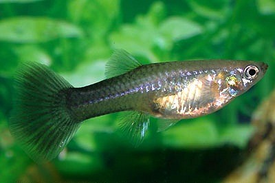 Gupka dúhová - Hobbyportal.sk - všetky hobby na jednom mieste