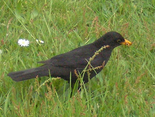 Drozdy presídľujú z lesa do parkov a záhrad - Hobbyportal.sk - všetky ...